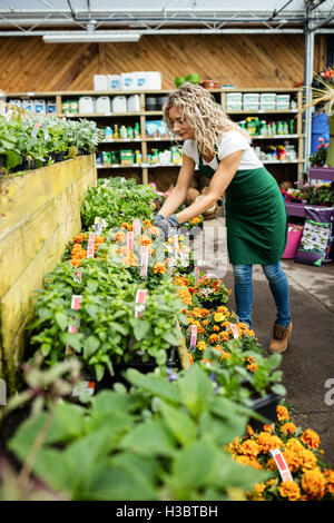Female florist checking flower Stock Photo - Alamy