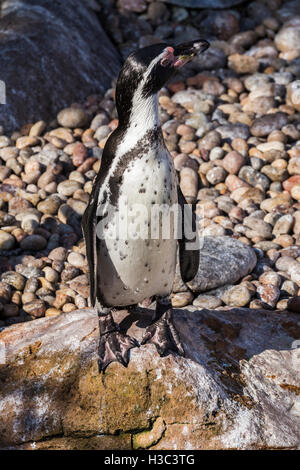 Humboldt Penguin also known as Peruvian Penguin Stock Photo - Alamy
