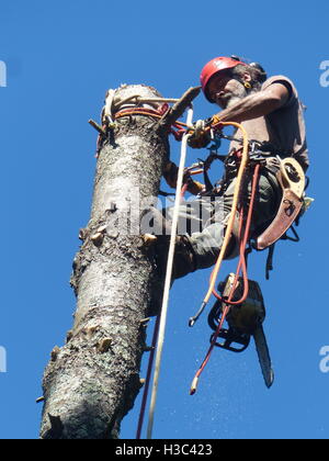 Tree service climber ascends pine tree Stock Photo - Alamy