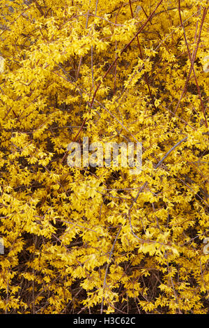 Blooming forsythia spring yellow beautiful bright flowers Stock Photo ...