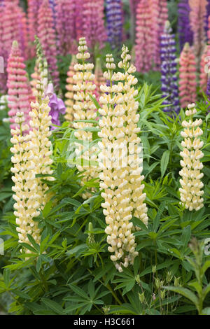 Yellow lupin flower close up Lupinus Stock Photo: 24493896 - Alamy