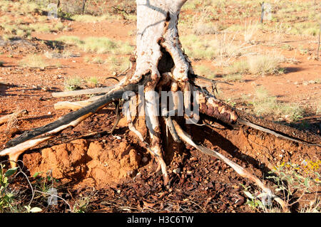 Eucalyptus Exposed Tree Roots - Kimberley - Australia Stock Photo - Alamy