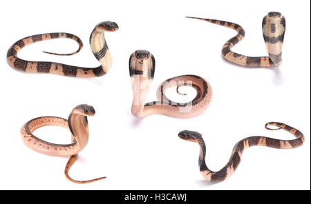 Indochinese spitting cobra, Siamese Cobra (Naja siamensis), snake ...