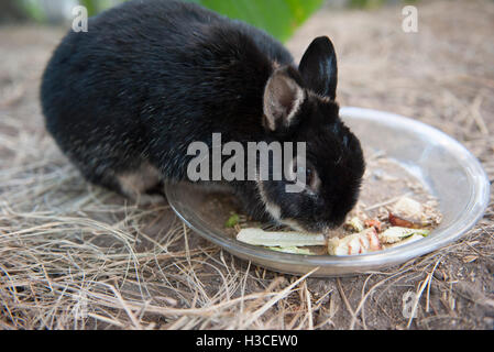 Rabbit eating food from bowl at pet store Stock Photo - Alamy
