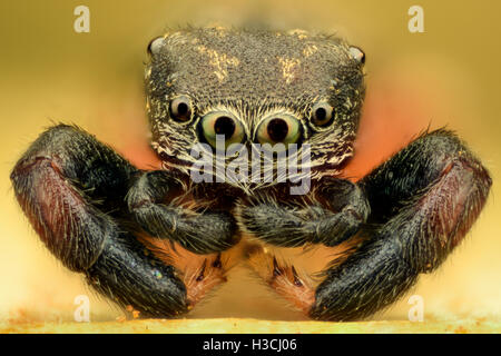 front view of extreme magnified jumping spider head and eyes with green ...