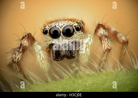front view of extreme magnified jumping spider head and eyes with green ...