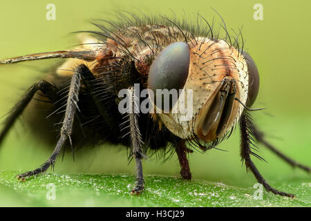 Extreme magnification - Fly head, side view Stock Photo - Alamy