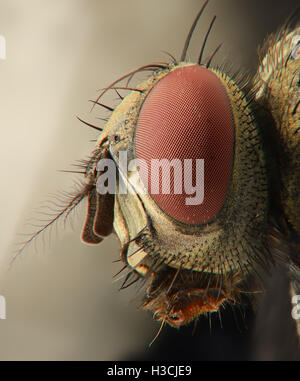 Extreme magnification - Fly head, side view Stock Photo - Alamy