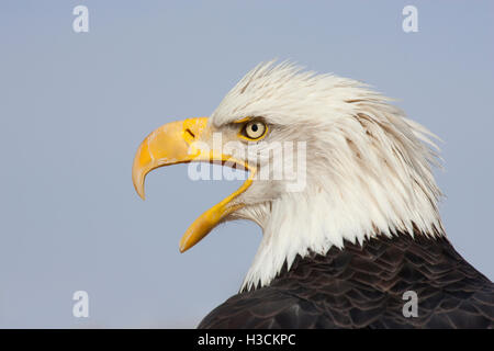 Closeup of an adult Bald Eagle screaming Stock Photo - Alamy