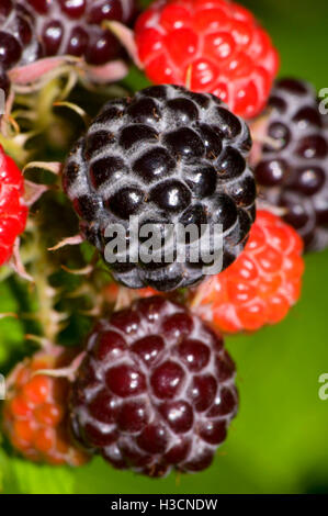 Blackcap raspberry, Marion County, Oregon Stock Photo - Alamy