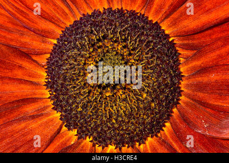 Close up of the center of a Common Sunflower with the disc florets in ...