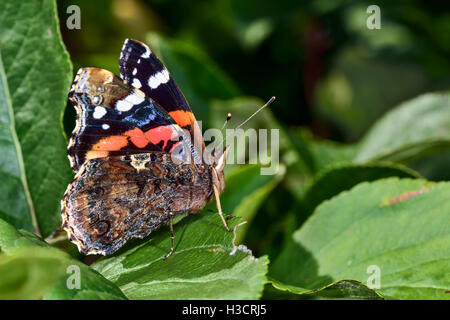 Close-up of a Red Admiral butterfly (Vanessa atalanta) with closed ...