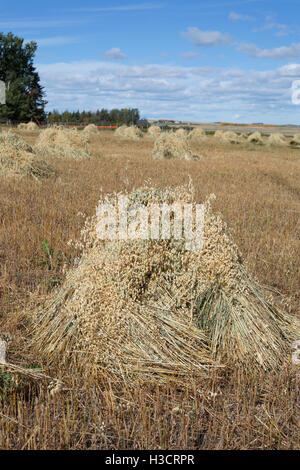 Oat stooks in farm field during fall harvest in Alberta Stock Photo - Alamy