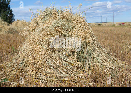 Oat stooks in farm field during fall harvest in Alberta Stock Photo - Alamy