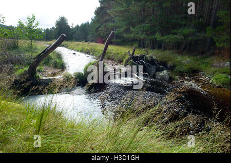 Allt Lorgy river restoration project, fallen tree left to control flow ...