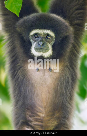 Gibbon hanging on a branch, looking downwards, showing teeth and ...