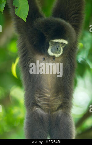 Gibbon hanging on a branch, looking downwards, showing teeth and ...