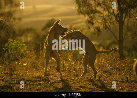 Dingos (Canis dingo), fighting. East coast, New South Wales, Australia ...