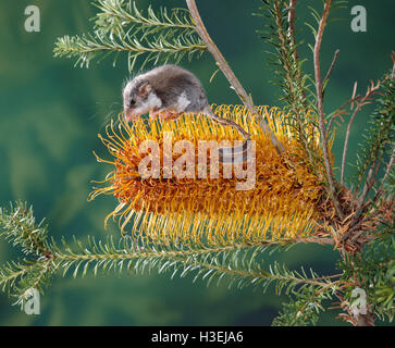 Feathertail glider (Acrobates pygmaeus), feeding on banksia flower ...
