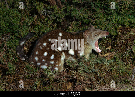 Tiger quoll, Dasyurus maculatus, is a carnivorous marsupial, native to ...