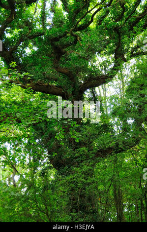 Thick well established tree canopy in protected ancient mature ...