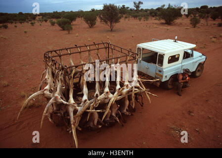 Kangaroo hunter in outback, with kangaroo carcasses in freezer lorry ...