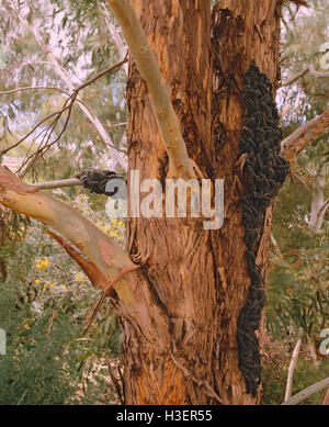 Australian Spitfire or Sawfly Larvae Stock Photo - Alamy