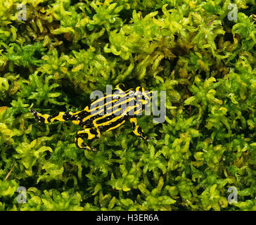 Southern corroboree frog (Pseudophryne corroboree Stock Photo - Alamy