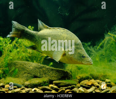 Yellowbelly, Murray River, Australia Stock Photo - Alamy