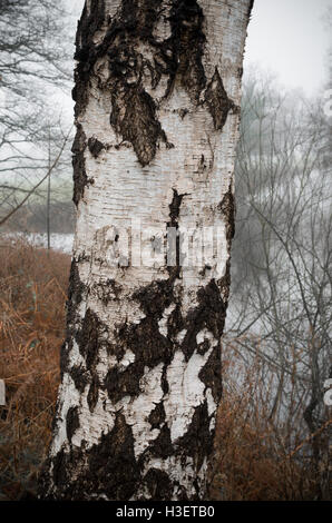 Closeup, macro of an old birch tree, the trunk. Rustic texture. Fuzzy ...