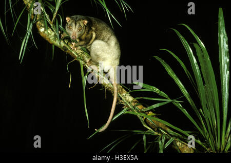Southern Common Cuscus (Phalanger mimicus), Iron Range NP, Cape York ...
