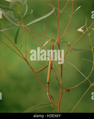 Spur Legged Phasmid (Didymuria violescens Stock Photo - Alamy