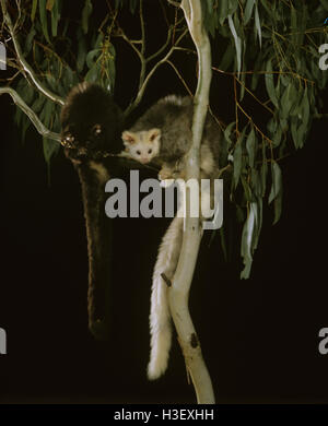 Greater glider (Petauroides volans), at night. Queensland, Australia ...
