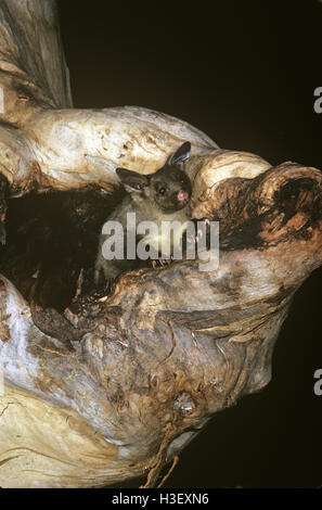 Yellow Bellied Glider Stock Photo - Alamy