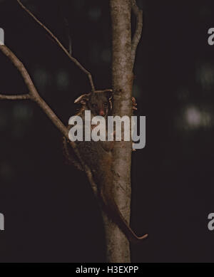 Common Brushtail Possum Trichosurus vulpecula Pouch Embryo New Zealand ...