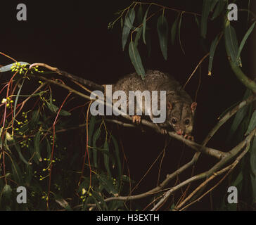 Scaly-tailed possum (Wyulda squamicaudata Stock Photo - Alamy