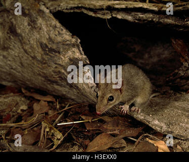 Fawn antechinus (Antechinus bellus), at night. Top End, Northern ...