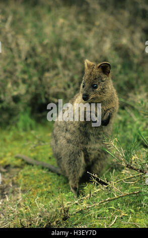 Quokka (Setonix brachyurus) Mammalia Stock Photo - Alamy