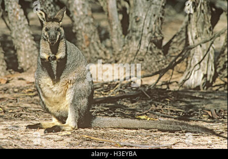 Western brush wallaby (Macropus irma) gazing at the photographer ...