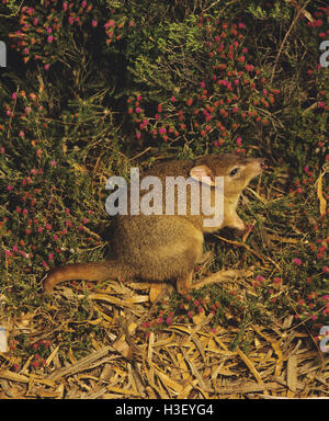 Brush-tailed bettong (Bettongia penicillata). Also known as the short ...