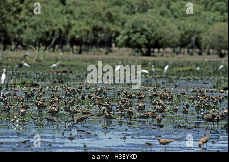 The little curlew (Numenius minutus) is a wader in the large bird ...