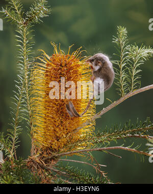 Feathertail glider (Acrobates pygmaeus), gliding, at night ...