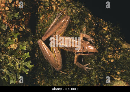 Striped Rocket Frog (Litoria nasuta Stock Photo - Alamy