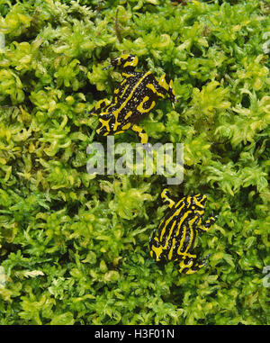 Southern corroboree frog (Pseudophryne corroboree Stock Photo - Alamy