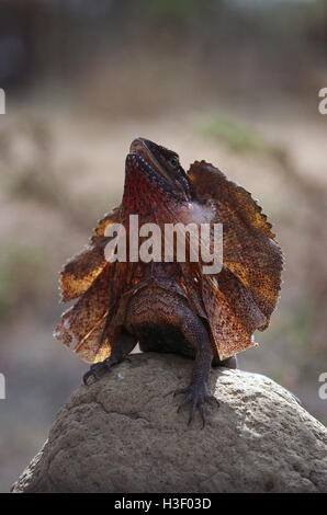 FRILLED LIZARD Chlamydosaurus kingii Threat display Kakadu National ...