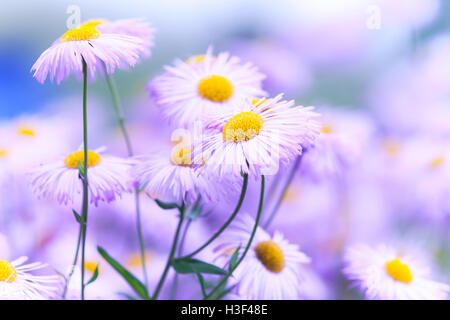 Decorative pink flowers of Aspen fleabane, Erigeron speciosus, Daisy ...