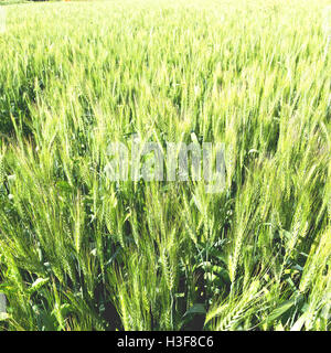 In iran cultivated farm Stock Photo - Alamy