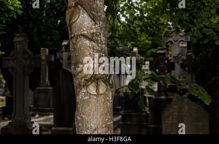 A tree that seems to have eyes in a cemetery Stock Photo - Alamy
