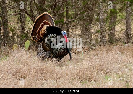 Tom turkey strutting for some hens Stock Photo - Alamy