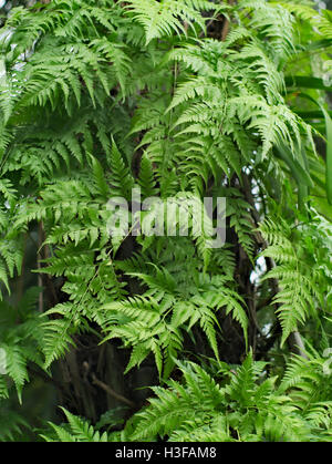 deersfoot fern, hare's foot fern, or Davallia Stock Photo - Alamy